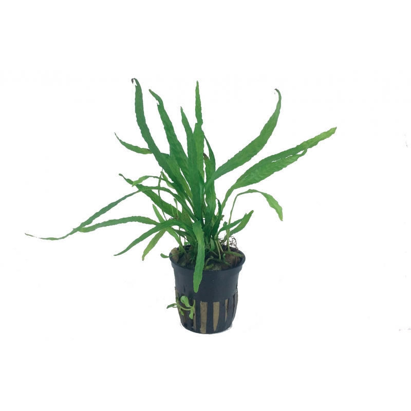 Microsorum pteropus 'Narrow' - Schmalblättriger Javafarn Tropica - Gro